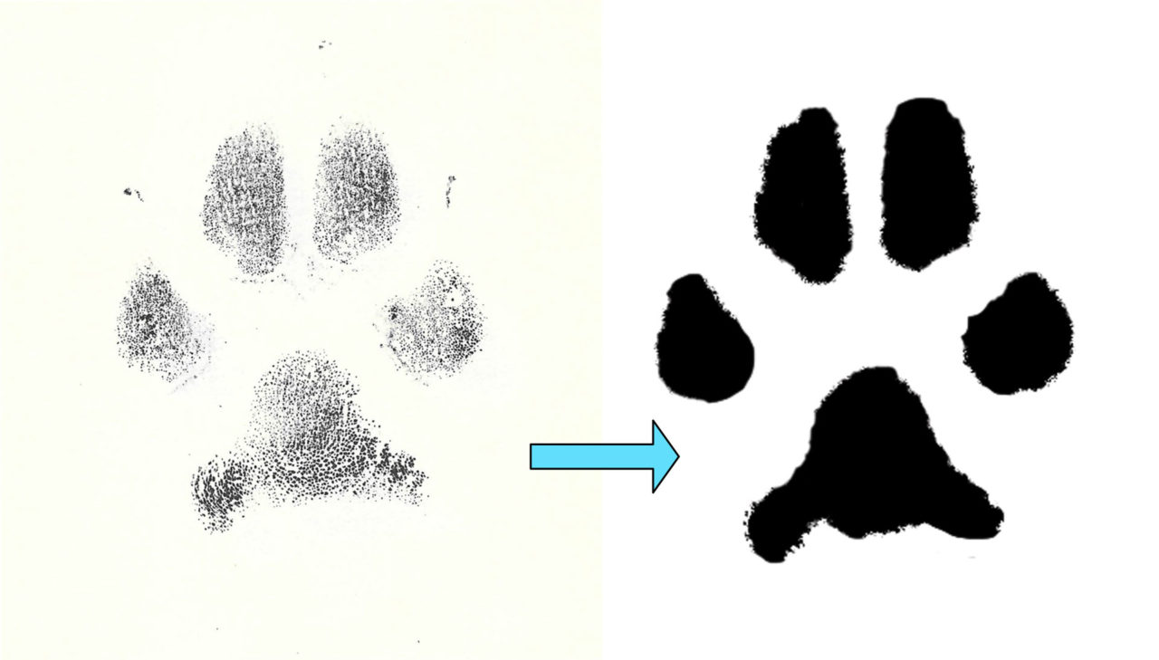Digital Paw Prints | Western Skies End-Of-Life Vet Care