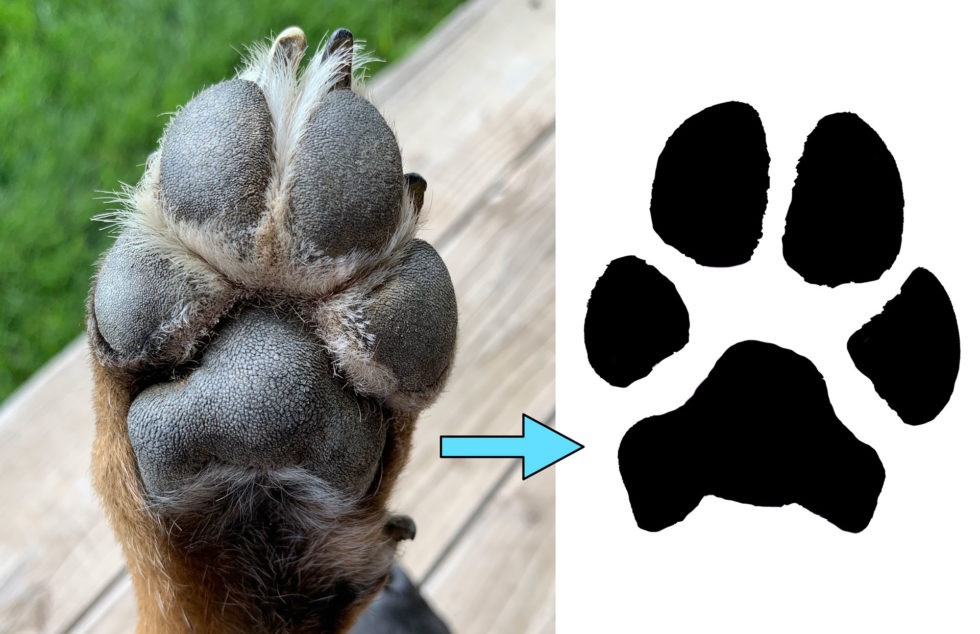 Digital Paw Prints | Western Skies End-Of-Life Vet Care