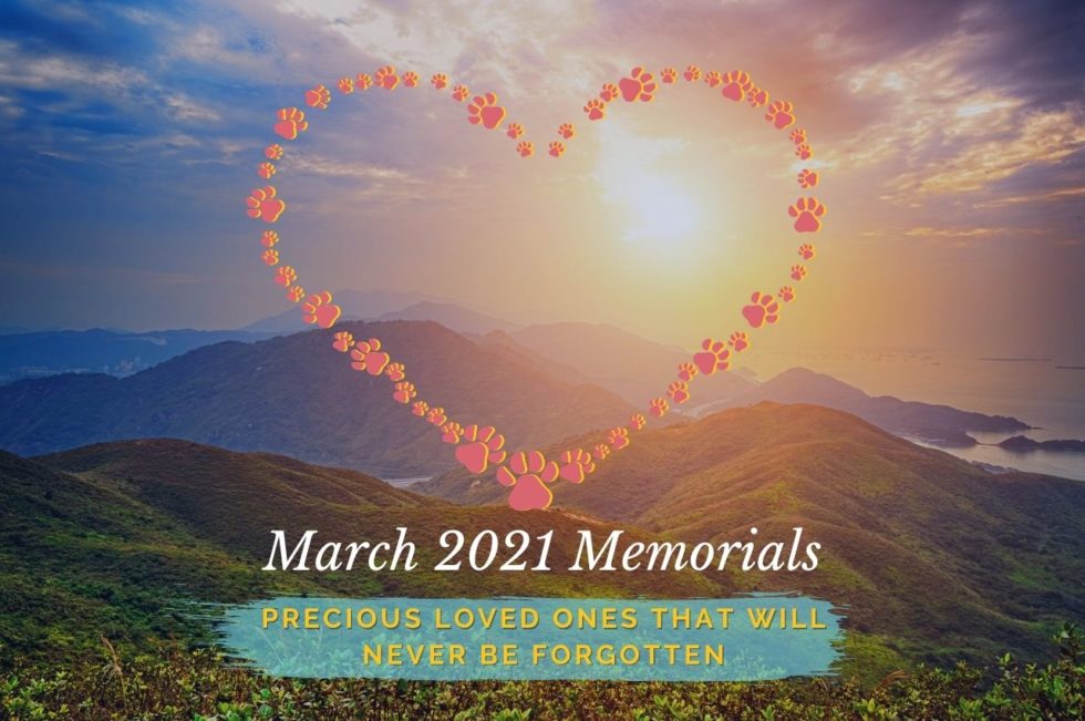 March 2021 Memorials | Western Skies End-Of-Life Vet Care