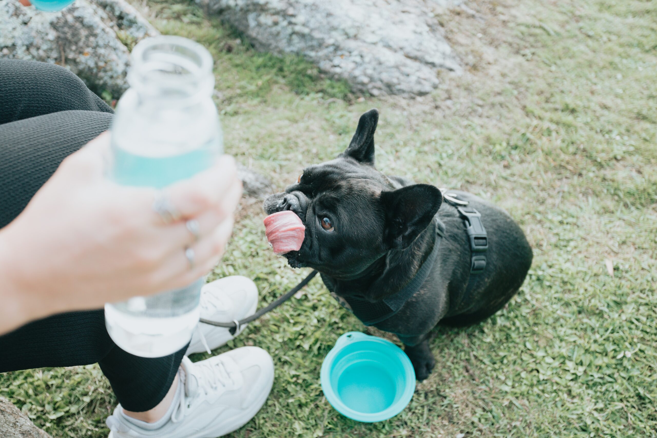 The Importance of Pet Hydration